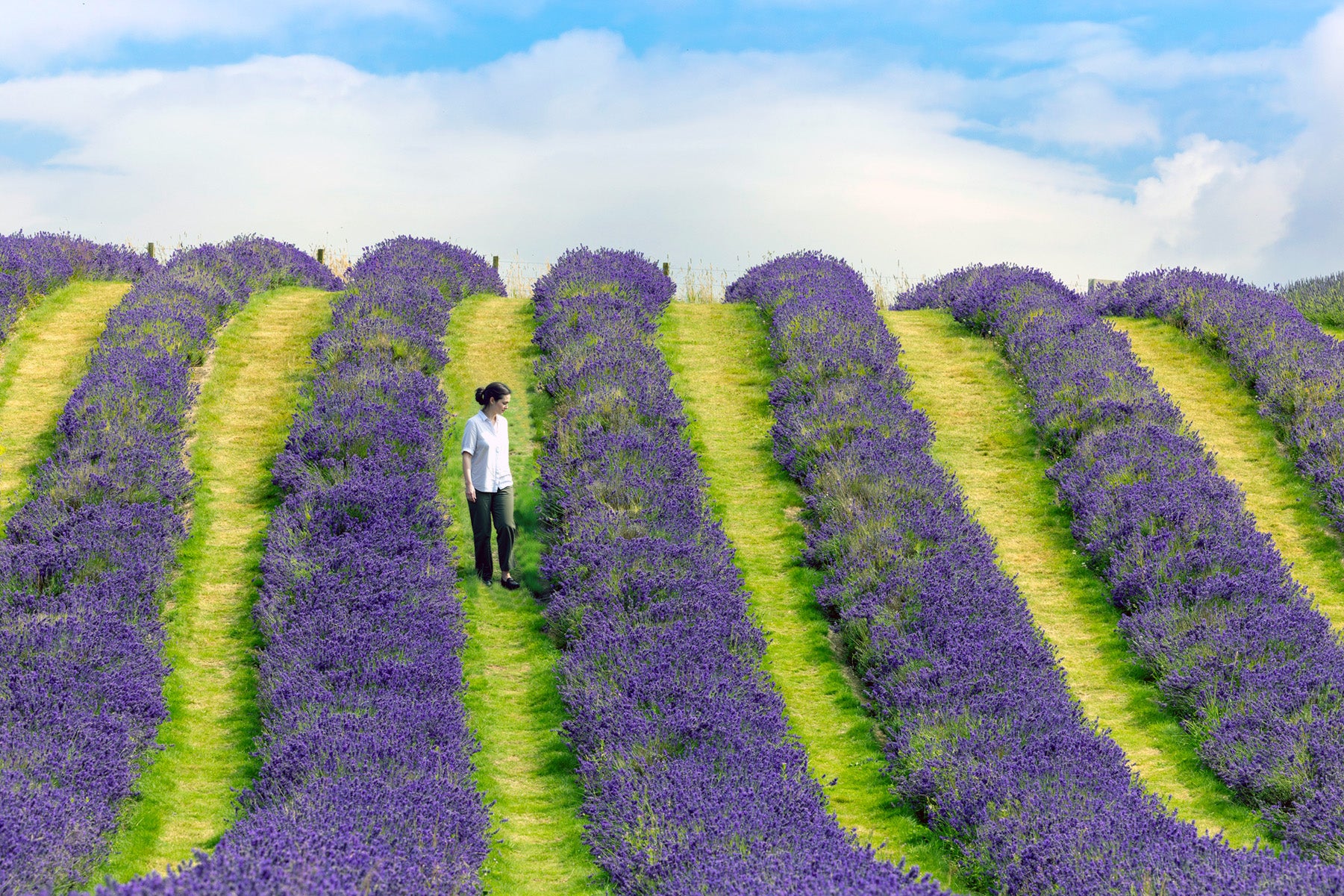 Visit Scotland’s Lavender Farm – Book Tickets Online – Scottish Lavender Oils